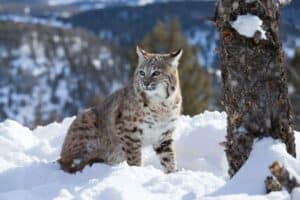 Wild Cats of North America: A Closer Look - Nature Roamer