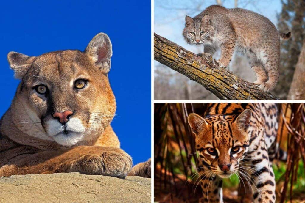 Wild Cats of North America: A Closer Look - Nature Roamer