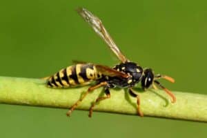 World’s Most Powerful Insect Stings & Bites - Nature Roamer