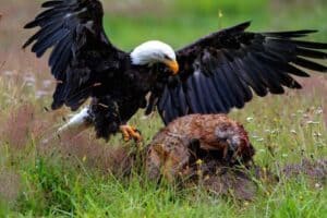 Deadliest Apex Predators in the World - Nature Roamer