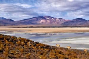 Deserts: A Guide to the World's Arid Lands - Nature Roamer