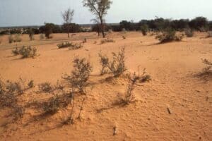 Deserts: A Guide to the World's Arid Lands - Nature Roamer