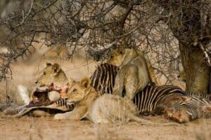 Deadliest Apex Predators in the World - Nature Roamer