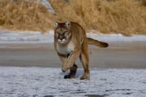 Deadliest Apex Predators in the World - Nature Roamer