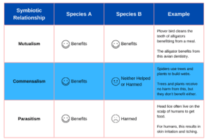 Symbiotic Relationships: Partnerships in Nature - Nature Roamer