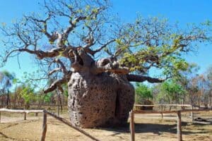 Strangest Tree Species in the World - Nature Roamer