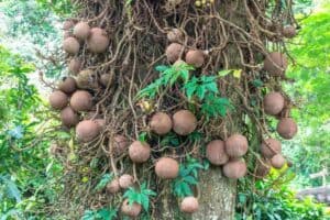 Strangest Tree Species in the World - Nature Roamer