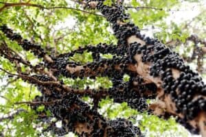 Strangest Tree Species in the World - Nature Roamer
