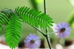 Amazing Plant Defense Mechanisms (Types & Examples) - Nature Roamer