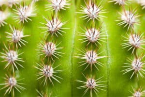 Amazing Plant Defense Mechanisms (Types & Examples) - Nature Roamer