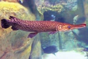 Carnivorous Fish: Ocean Predators - Nature Roamer