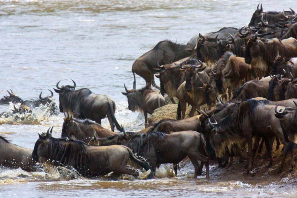 Desert-Dwelling Animal Adaptations - Nature Roamer