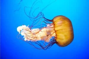 Science of Animal Slumber: Most & Least Sleepy Species - Nature Roamer