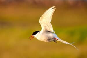 Animals that Undertake Extraordinary Migrations - Nature Roamer