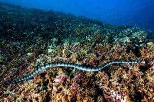 Sea Snakes of the World: A Comprehensive Guide - Nature Roamer