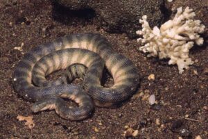 Sea Snakes of the World: A Comprehensive Guide - Nature Roamer