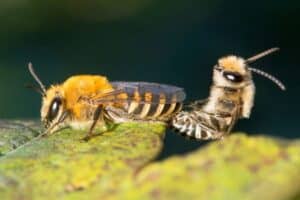 Animal Mating Rituals That Lead to Death - Nature Roamer