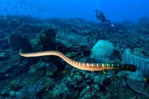 Sea Snakes of the World: A Comprehensive Guide - Nature Roamer