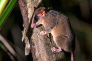 Animal Mating Rituals That Lead to Death - Nature Roamer