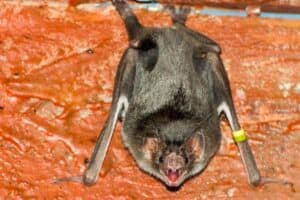 Venomous Mammals: From Shrews to the Platypus - Nature Roamer
