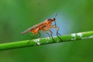 How Insects Find Love: Unconventional Courtship Rituals - Nature Roamer