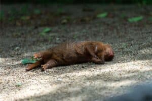 Animals that Feign Death to Escape Predators - Nature Roamer