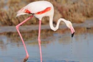 Exploring the Wonders of Long-Necked Animals - Nature Roamer