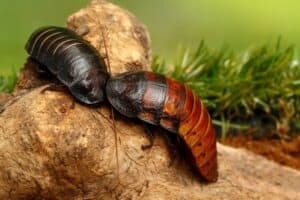How Insects Find Love: Unconventional Courtship Rituals - Nature Roamer