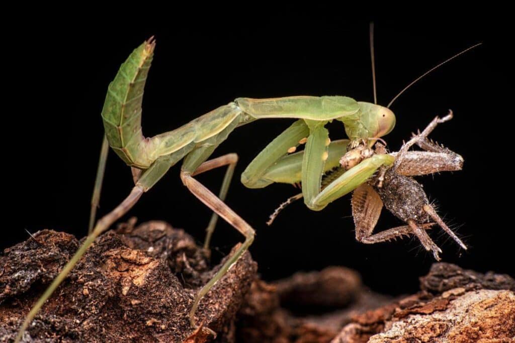 Ingenious Ways Insects Hunt & Capture their Prey - Nature Roamer