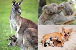 How Different Mammals Give Birth - Nature Roamer