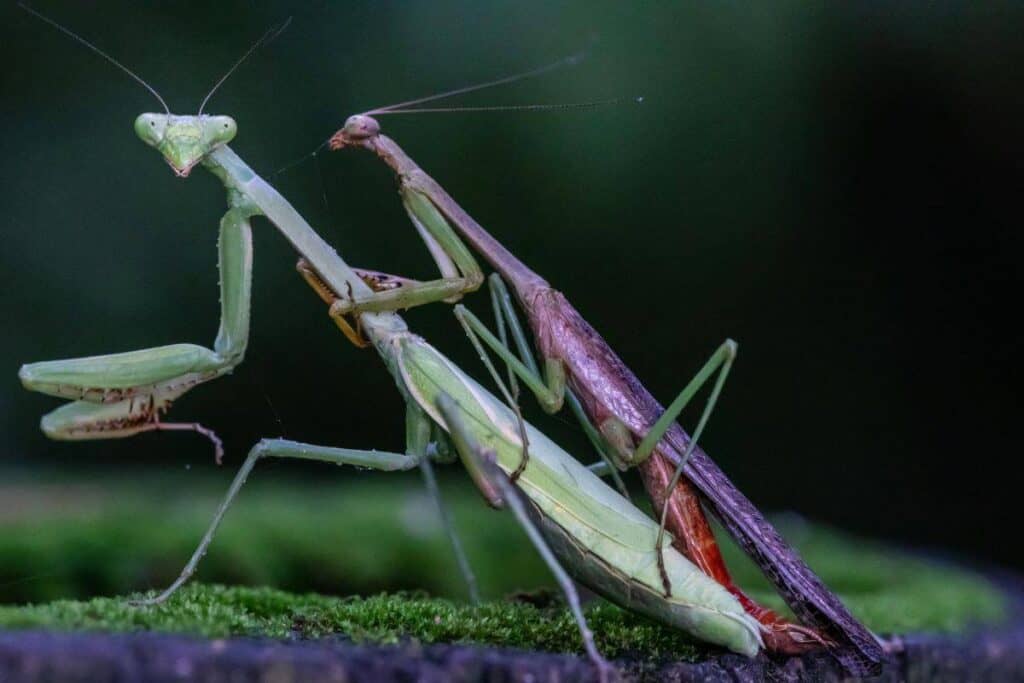 Insect Intelligence: Exploring their Cognitive Abilities - Nature Roamer