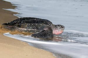 Animals that Undertake Extraordinary Migrations - Nature Roamer