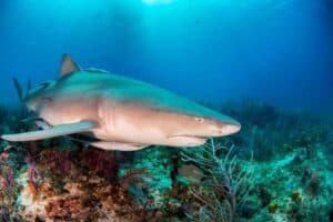 Animals that Feign Death to Escape Predators - Nature Roamer