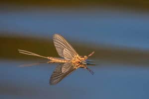 How Insects Find Love: Unconventional Courtship Rituals - Nature Roamer