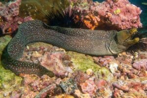 Carnivorous Fish: Ocean Predators - Nature Roamer