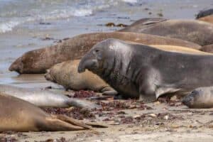 Animals that Undertake Extraordinary Migrations - Nature Roamer