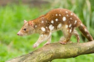 Animal Mating Rituals That Lead to Death - Nature Roamer