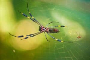 How Insects Find Love: Unconventional Courtship Rituals - Nature Roamer