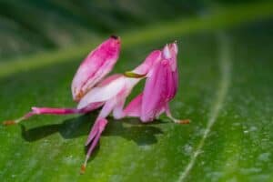 Ingenious Ways Insects Hunt & Capture their Prey - Nature Roamer