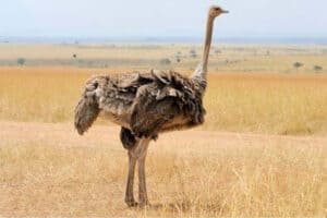 Exploring the Wonders of Long-Necked Animals - Nature Roamer