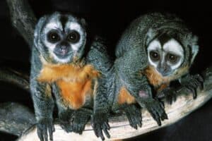 Science of Animal Slumber: Most & Least Sleepy Species - Nature Roamer