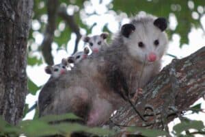 How Different Mammals Give Birth - Nature Roamer