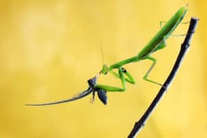 Ingenious Ways Insects Hunt & Capture their Prey - Nature Roamer