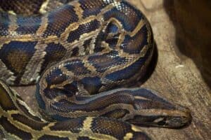 Science of Animal Slumber: Most & Least Sleepy Species - Nature Roamer