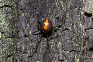 Animal Mating Rituals That Lead to Death - Nature Roamer