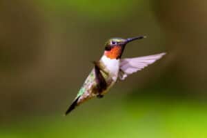Animals that Undertake Extraordinary Migrations - Nature Roamer