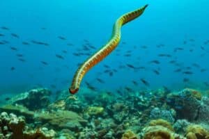 Sea Snakes of the World: A Comprehensive Guide - Nature Roamer