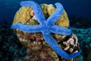 Sea Stars: Unlocking their Secrets - Nature Roamer