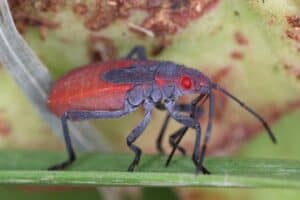 How Insects Find Love: Unconventional Courtship Rituals - Nature Roamer