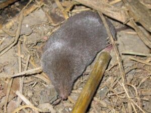 Venomous Mammals: From Shrews to the Platypus - Nature Roamer